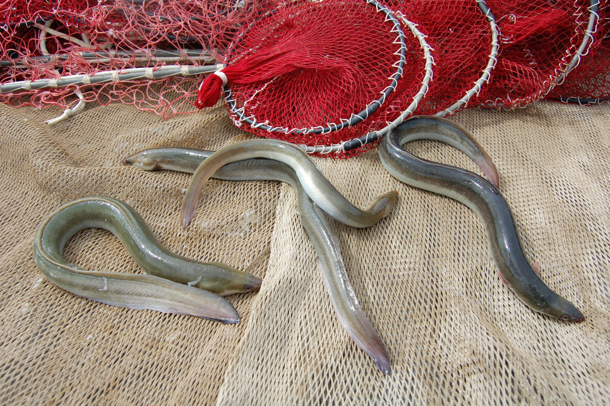 Hacia la recuperación de la anguila europea en el mar Mediterráneo ...